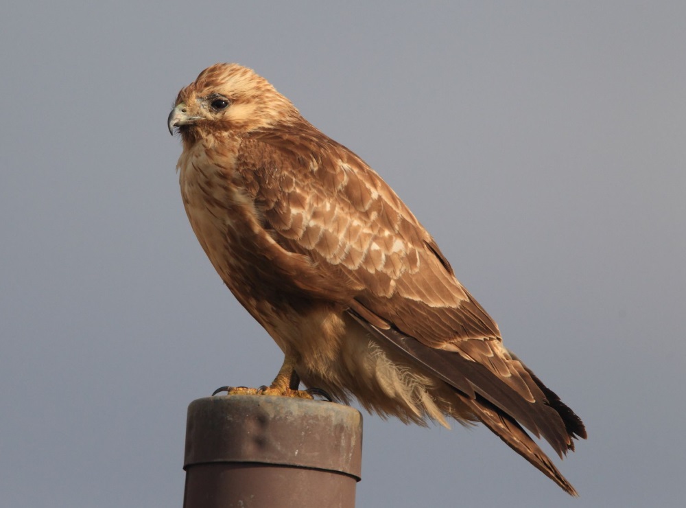 ノスリ | 鳥の図鑑